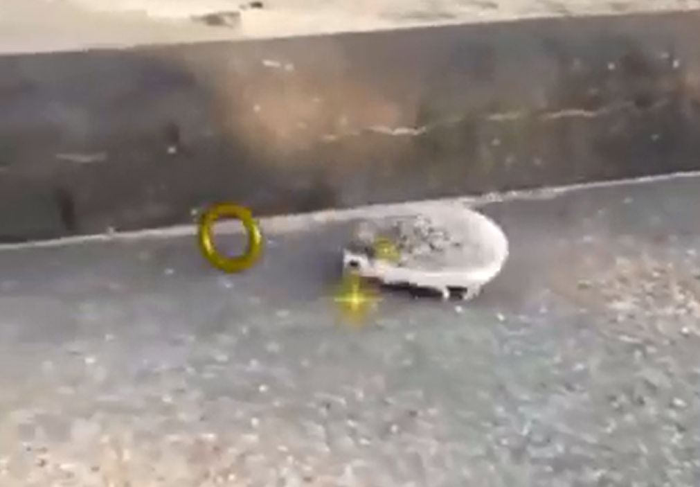 Video: Real life Sonic the Hedgehog collecting rings!